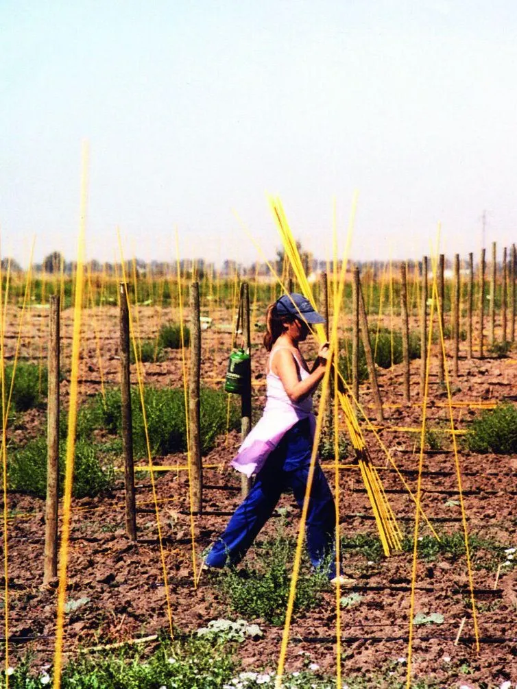 Fiberglass Tree Stakes - Pulwell Composites Co., Ltd